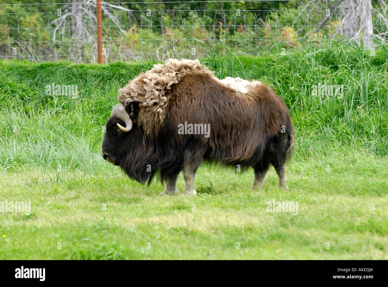 Musk Oxen Muskoxen at Alaska Wildlife Conservation Center AWCC near Whittier Alaska AK U S ...