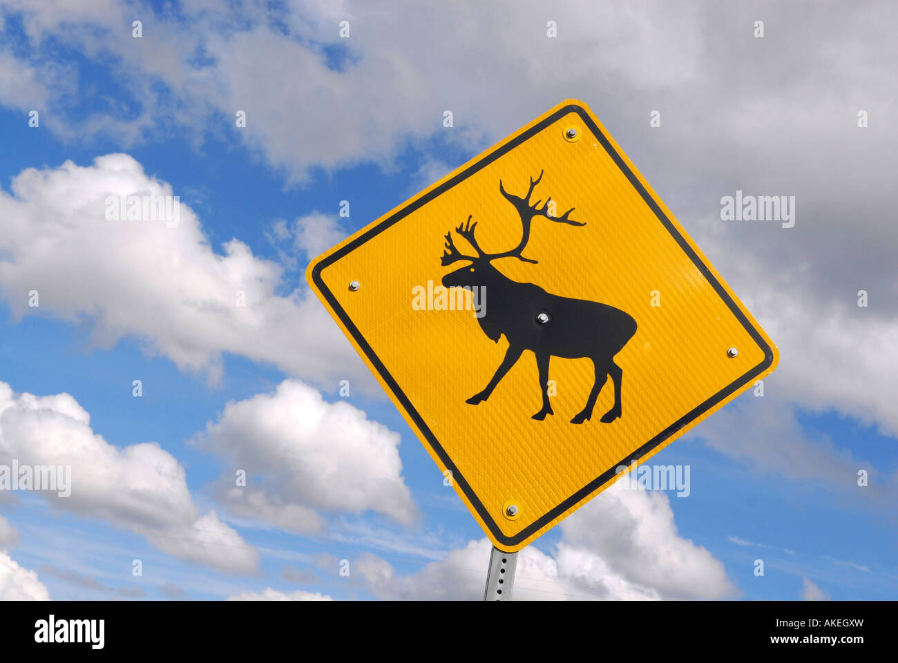 Caribou warning sign marker danger along Glenn Highway Alaska AK U S ...