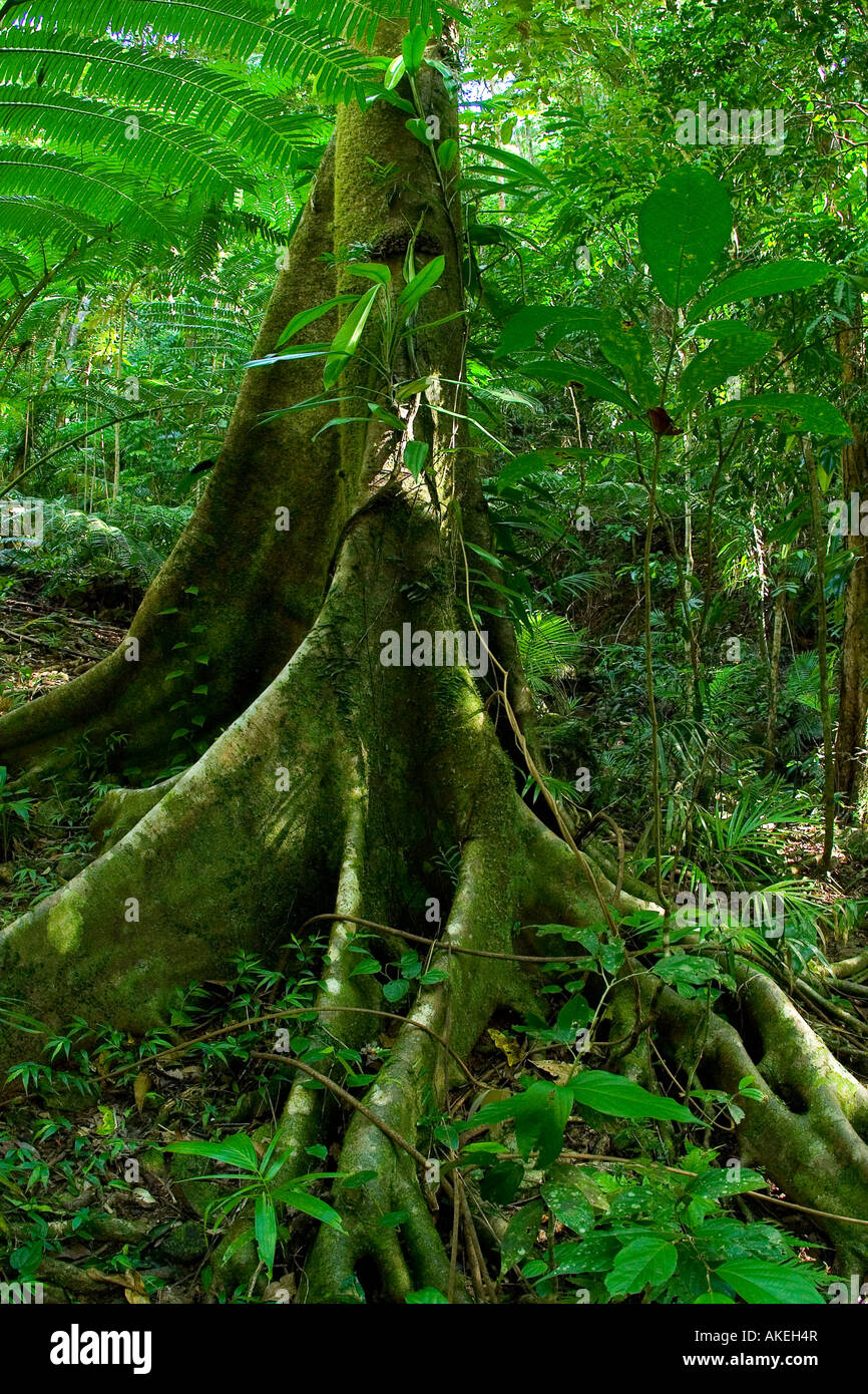 beauty in nature, a rain forest Stock Photo - Alamy