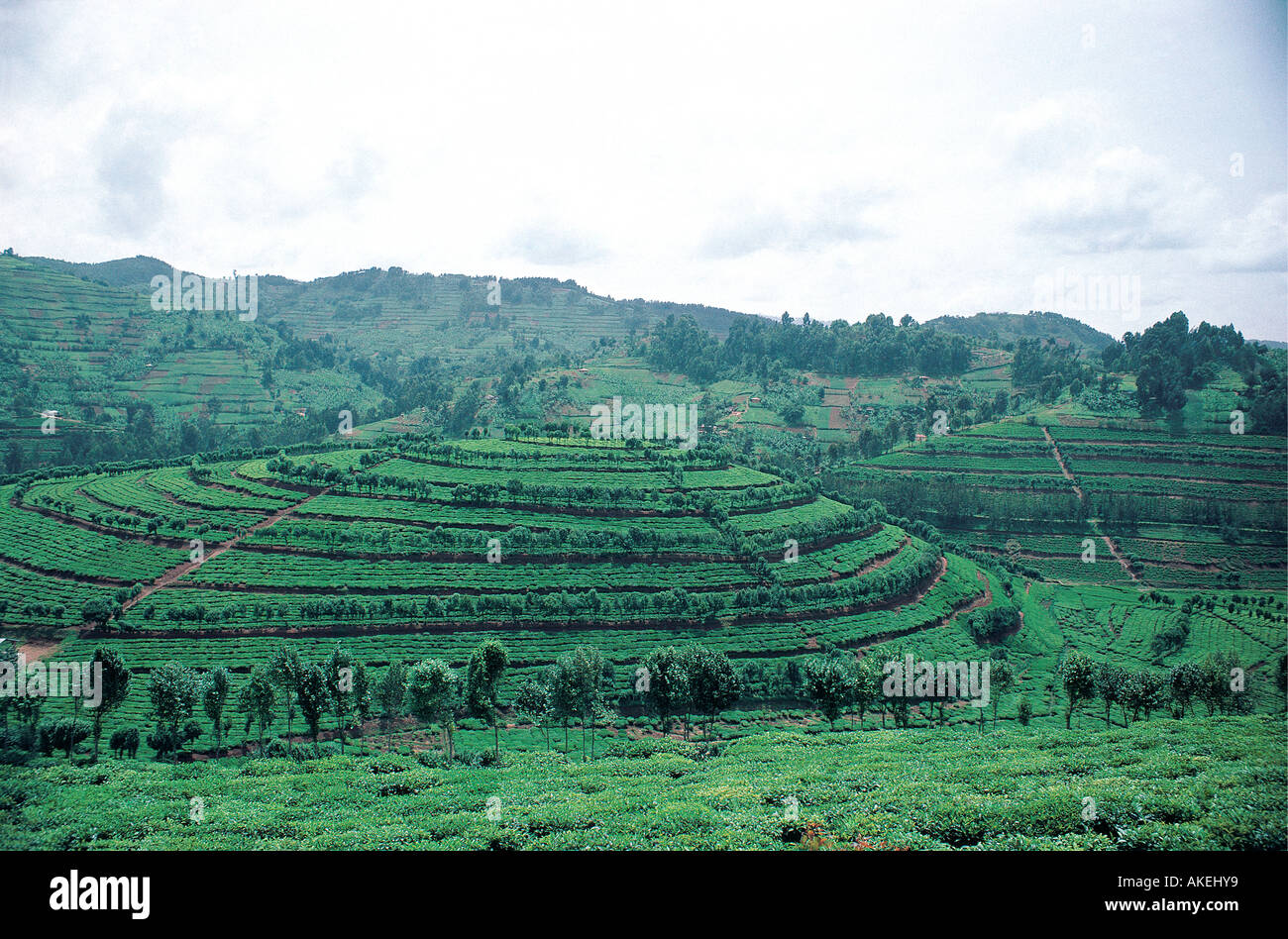 Tea plantations rwanda hi-res stock photography and images - Alamy