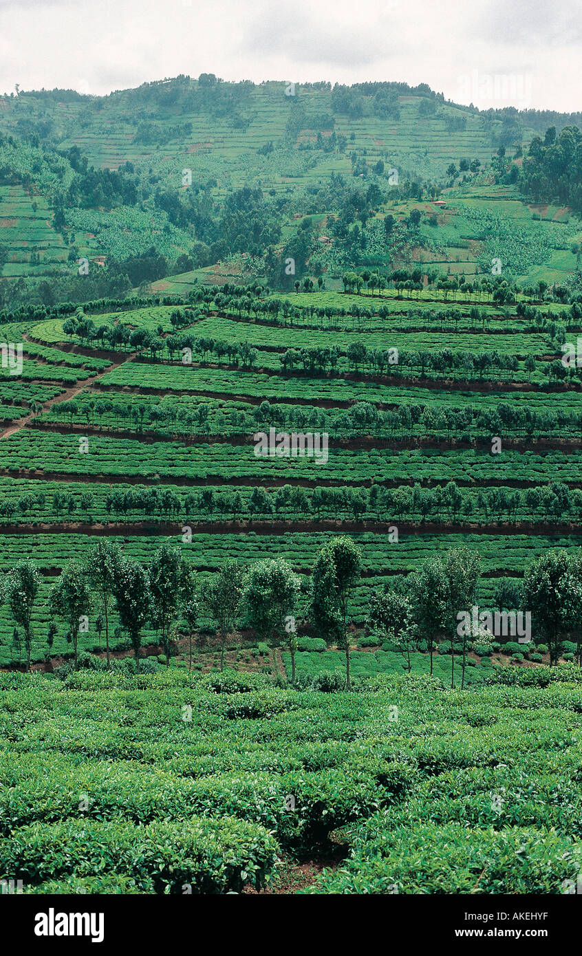 Tea plantations rwanda hi-res stock photography and images - Alamy