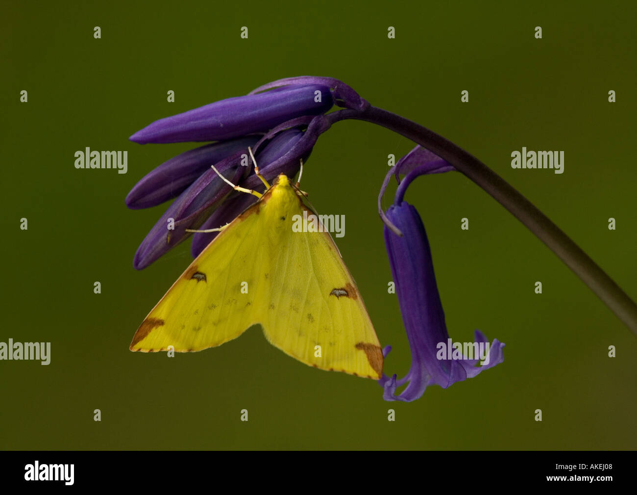 Yellow moth hi-res stock photography and images - Alamy
