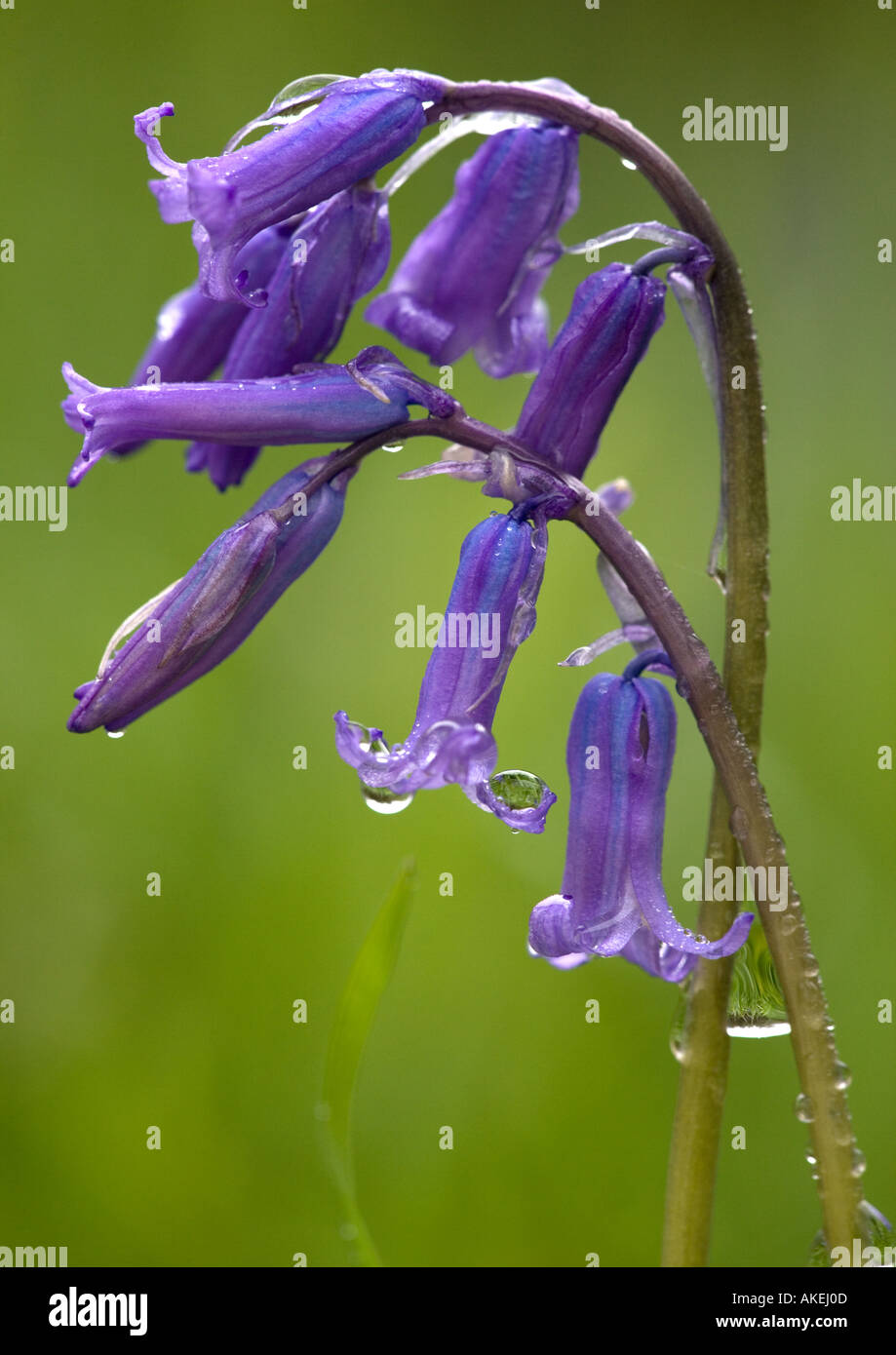 Rain poster hi-res stock photography and images - Alamy