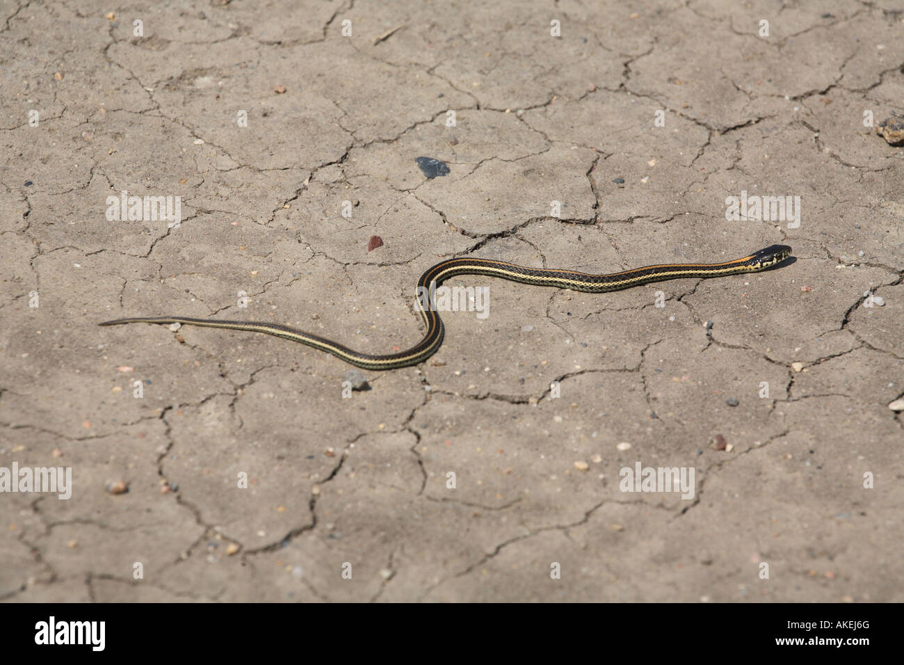 Red sided garter snake hi-res stock photography and images - Alamy