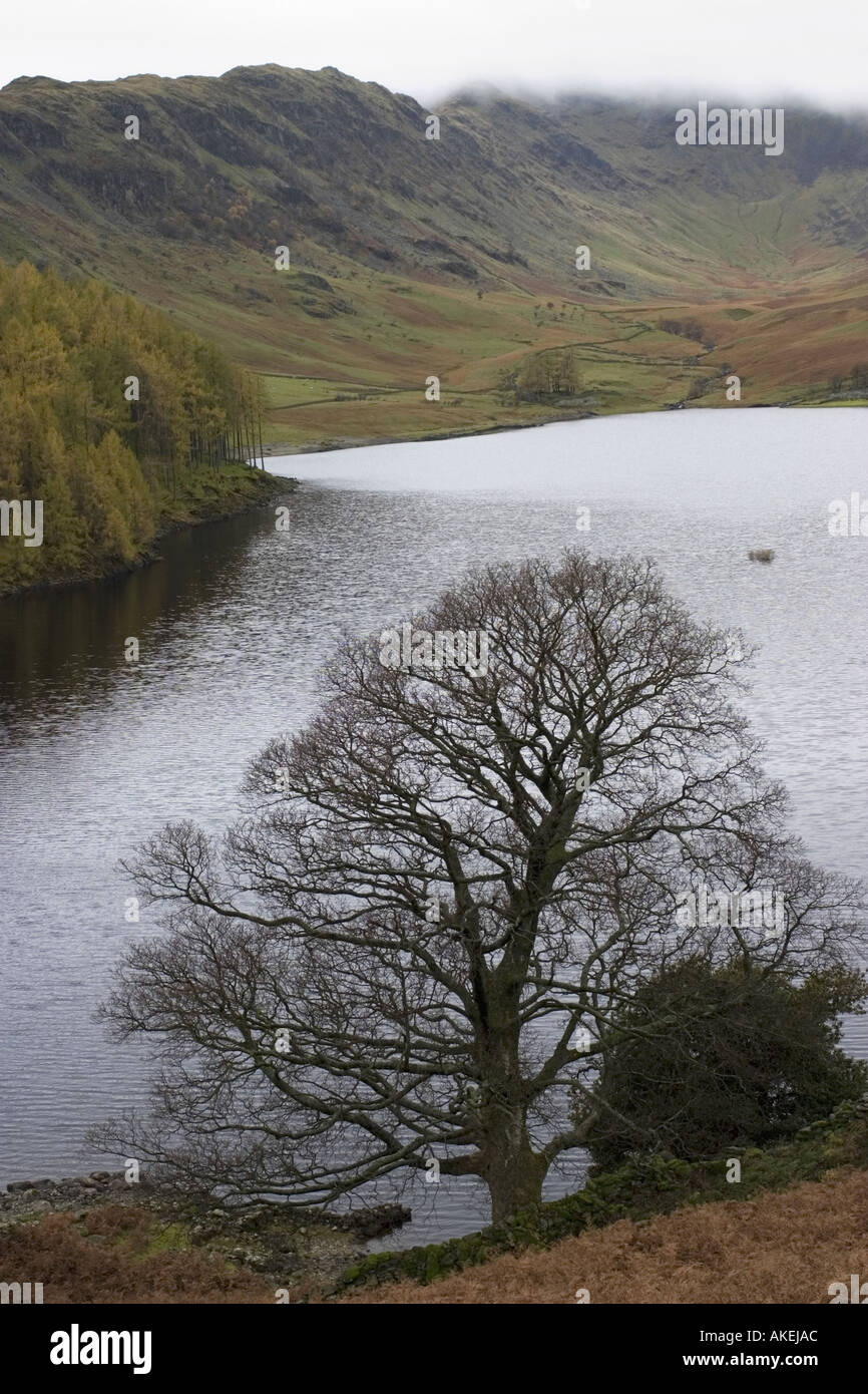 Tree at haweswater hi-res stock photography and images - Alamy
