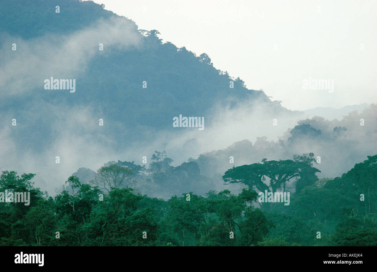 African tropical rain forest hi-res stock photography and images - Alamy