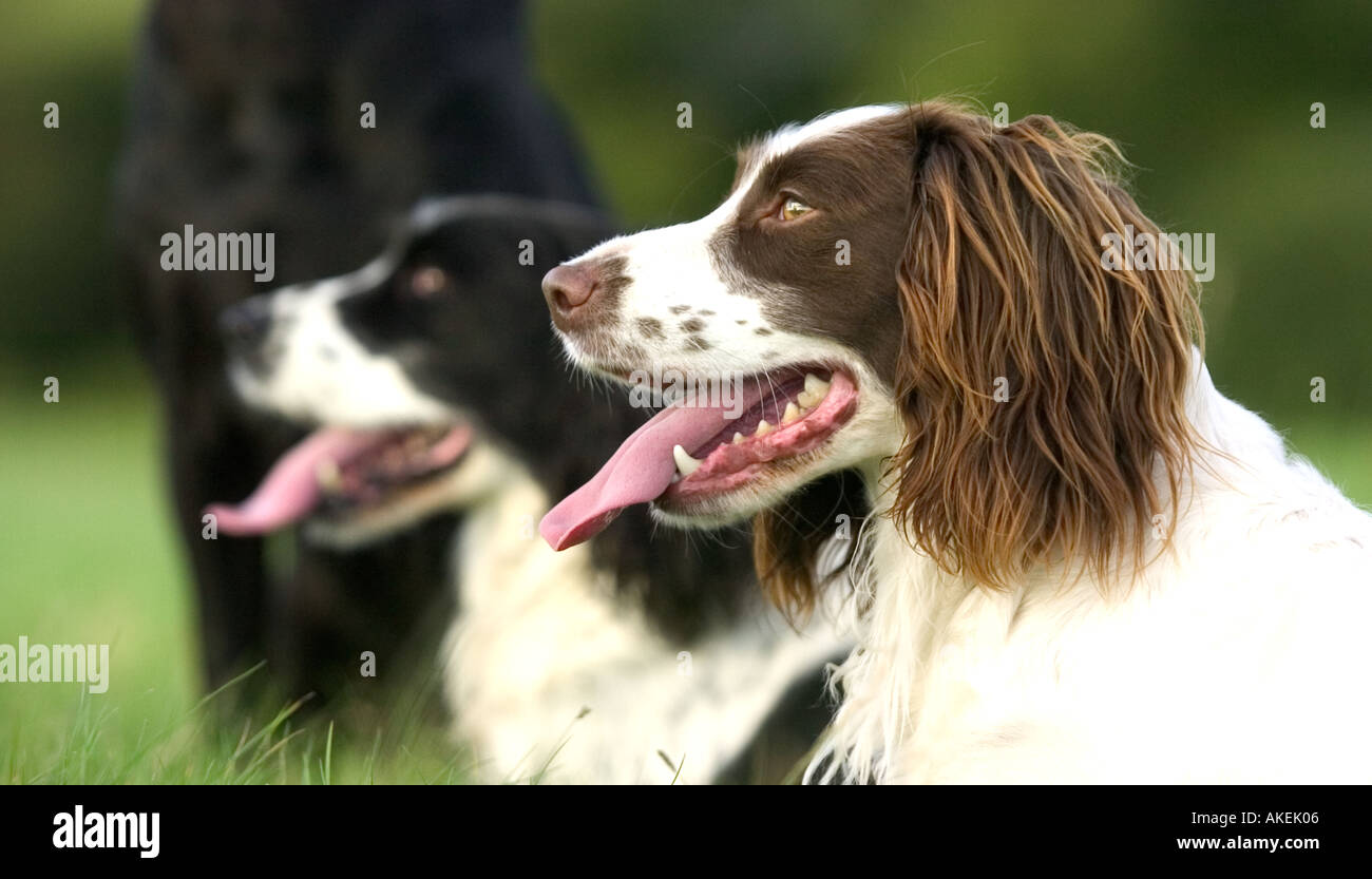 Happy springers hi-res stock photography and images - Alamy