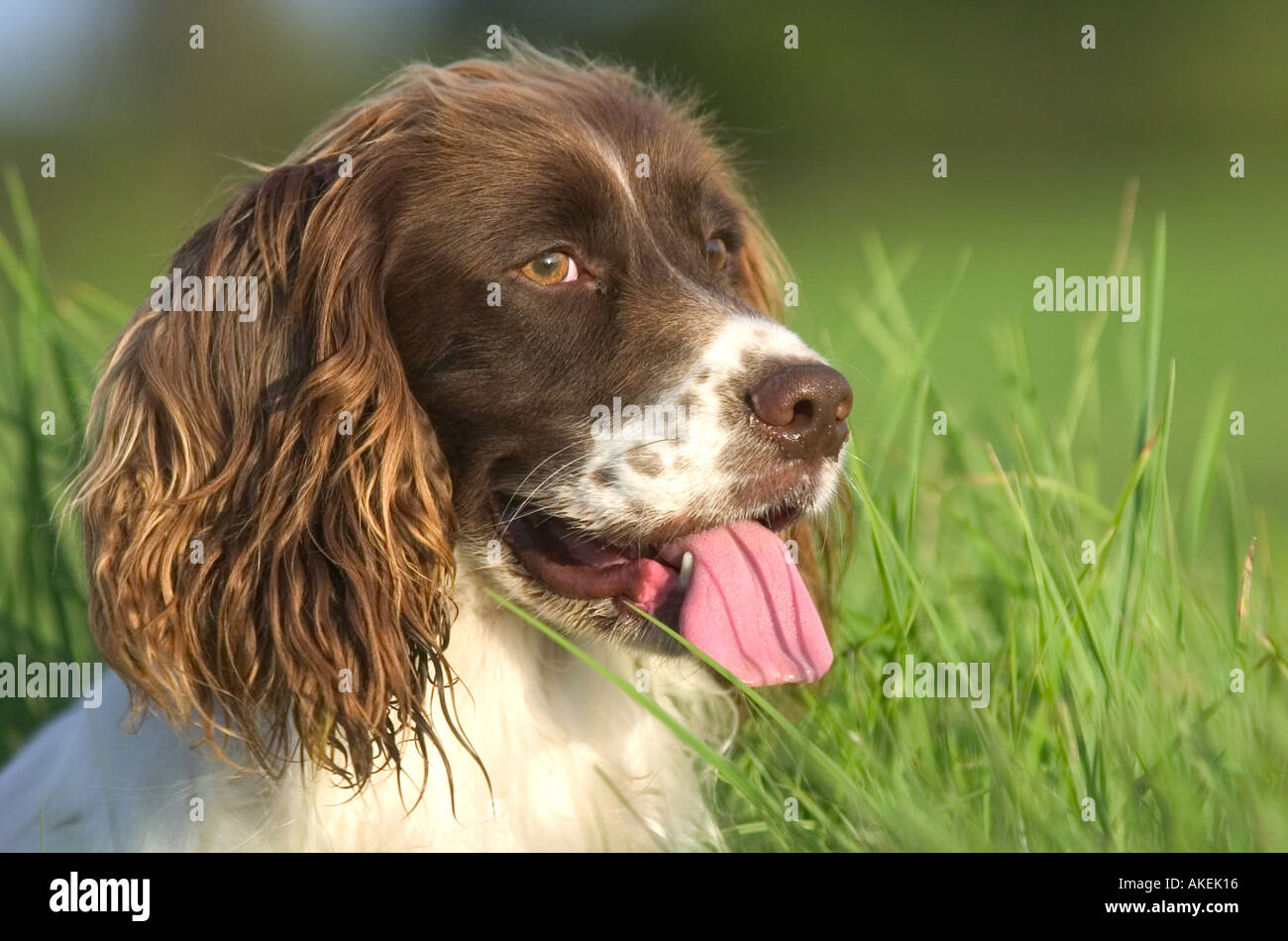 Happy springer spaniel hi-res stock photography and images - Alamy