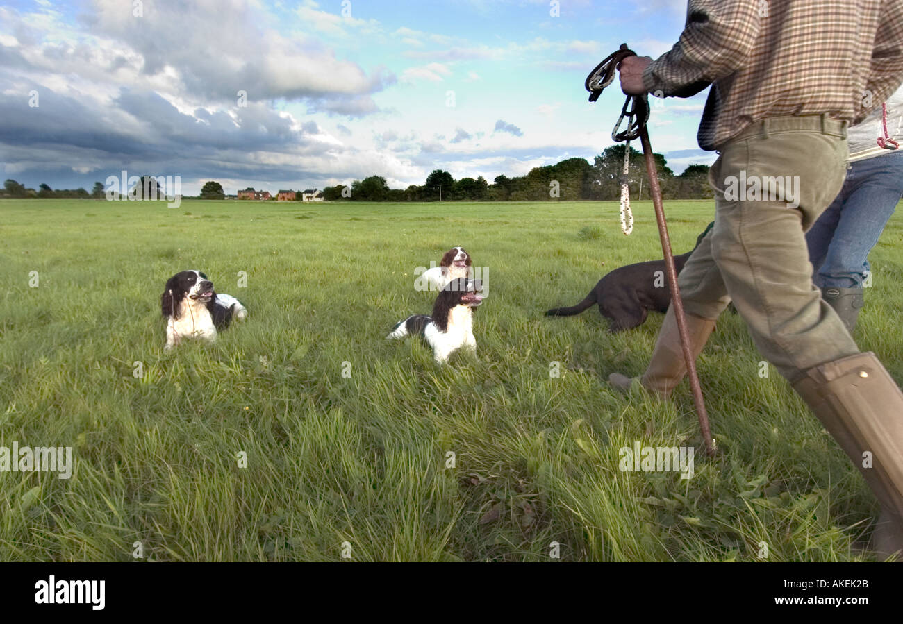 Dog walking springer spaniel hi-res stock photography and images - Alamy
