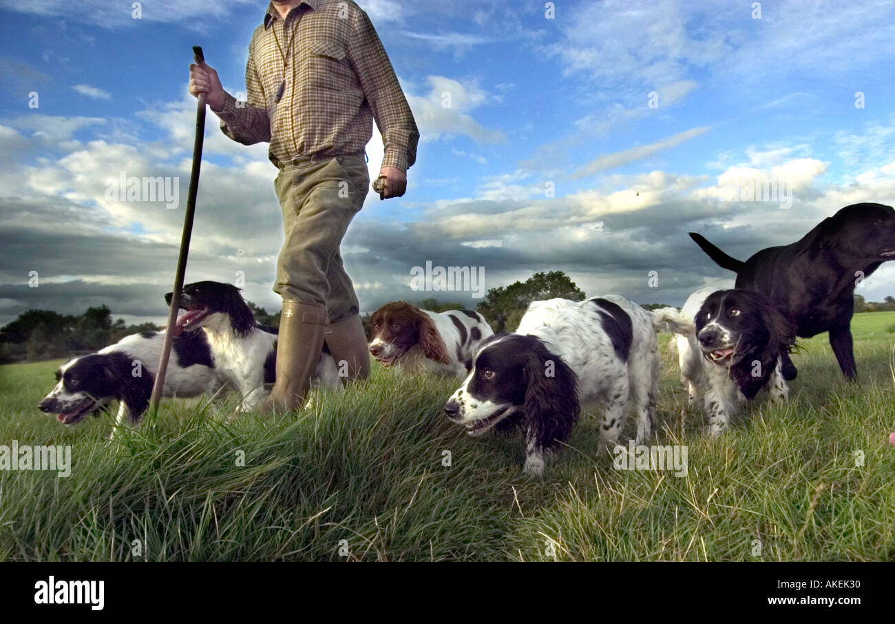 Springer spaniels shooting hi-res stock photography and images - Alamy