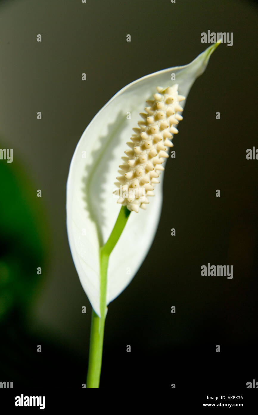 Calla Lily Cutting Flowers at Alicia Finch blog