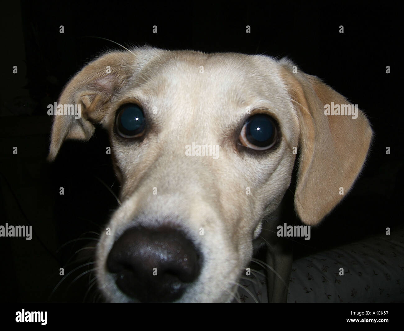 Curious dog’s face expression Stock Photo - Alamy