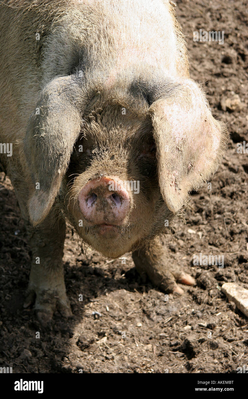English pig hi-res stock photography and images - Alamy
