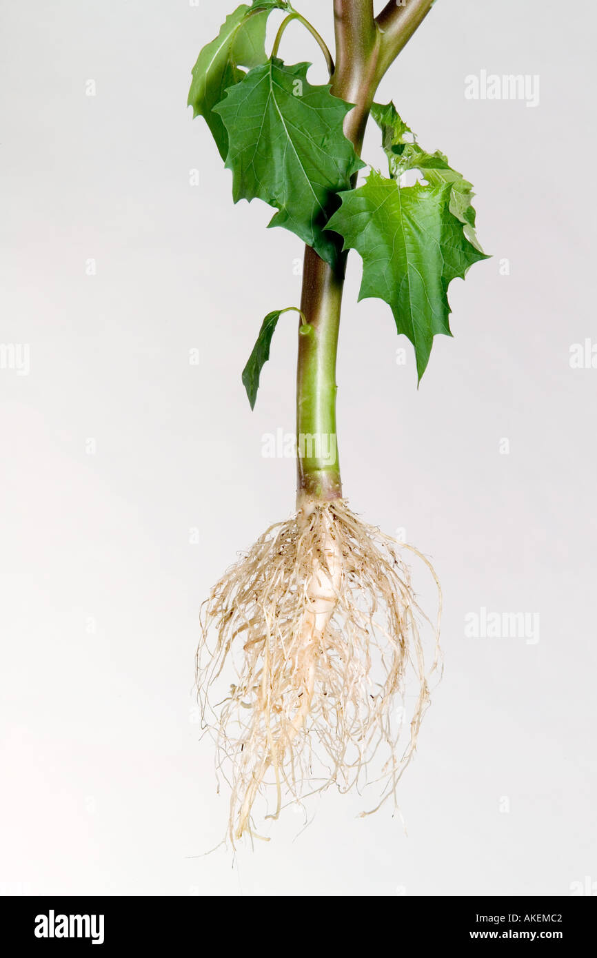 Root of tree Stock Photo - Alamy