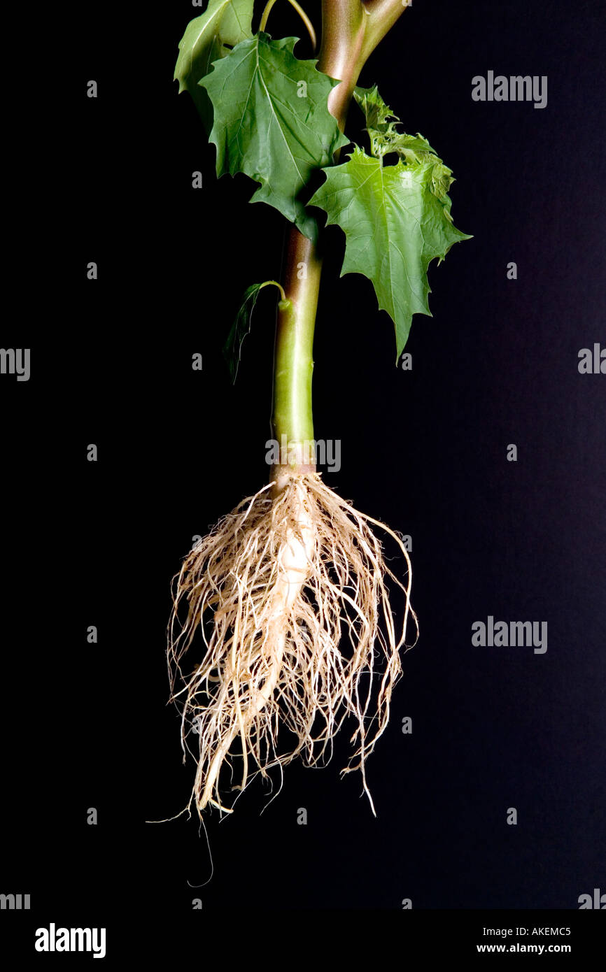 Tree with roots cutout hi-res stock photography and images - Alamy