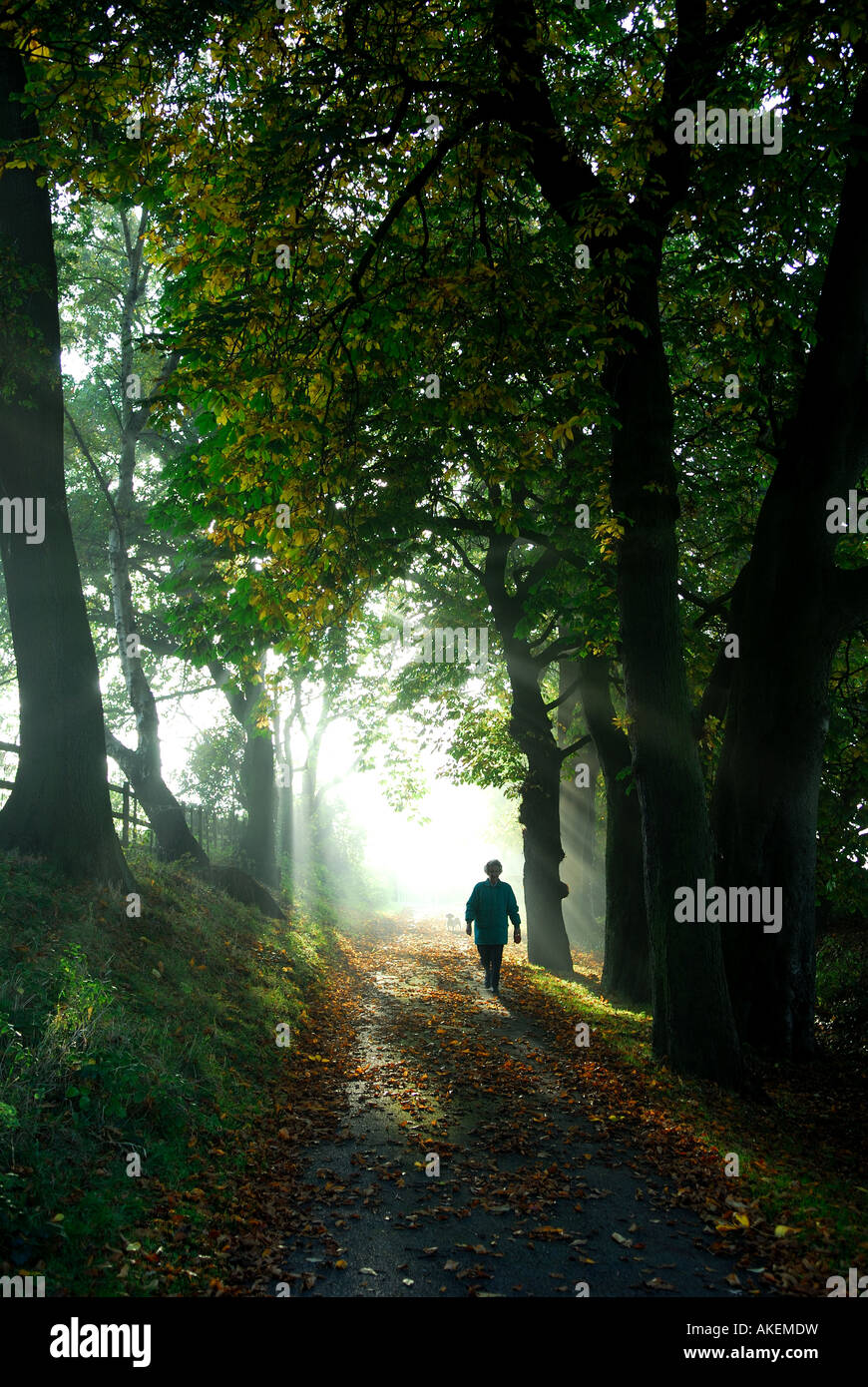 Person walking into sunlight Stock Photo - Alamy