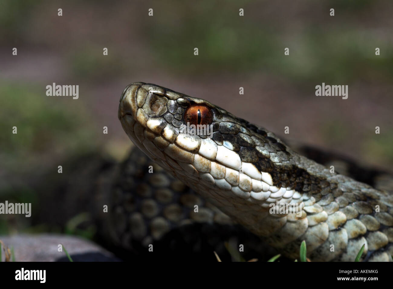 Adder common viper uk hi-res stock photography and images - Alamy