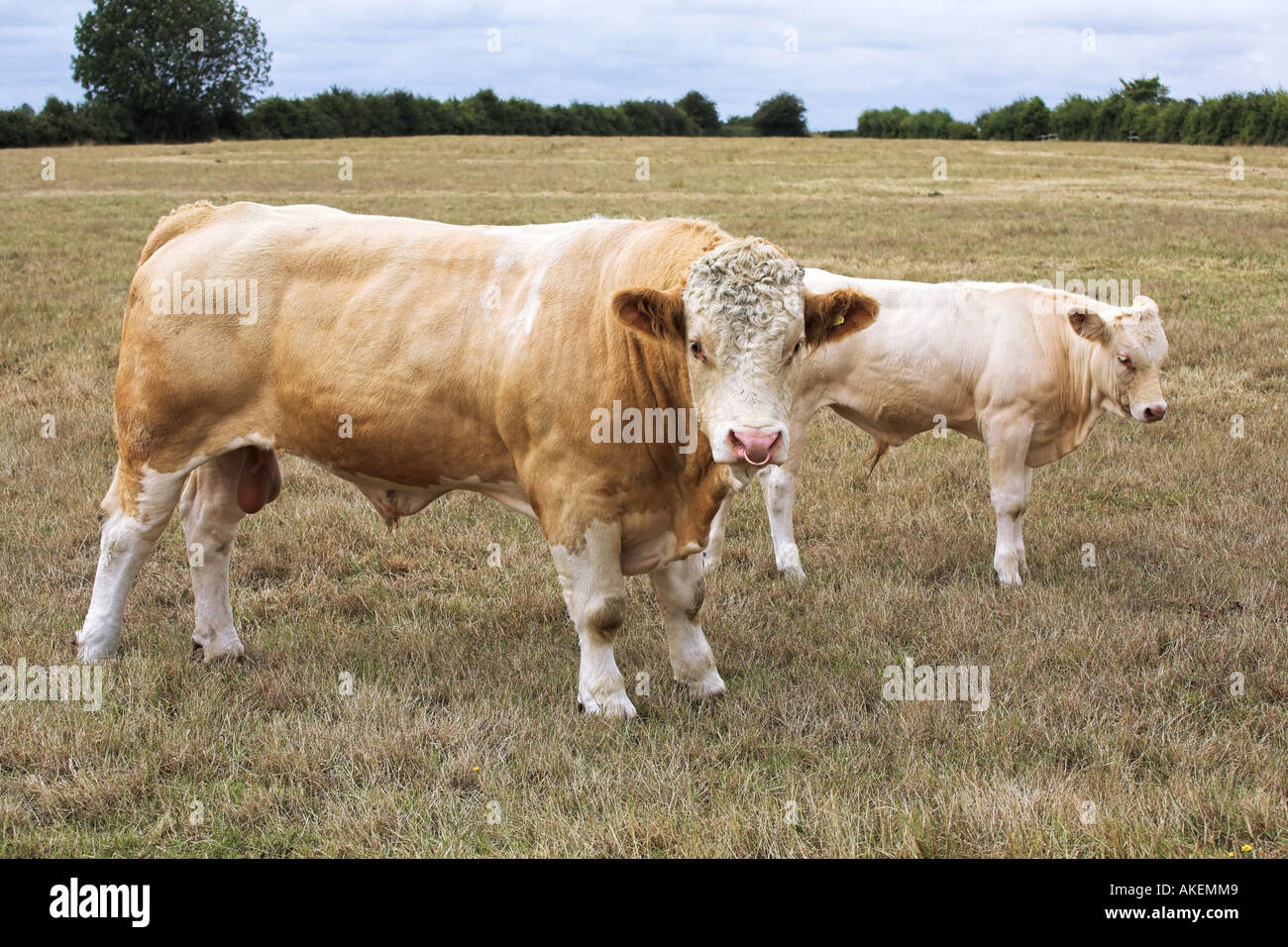 Breeding bull in field with last seasons calf Stock Photo - Alamy