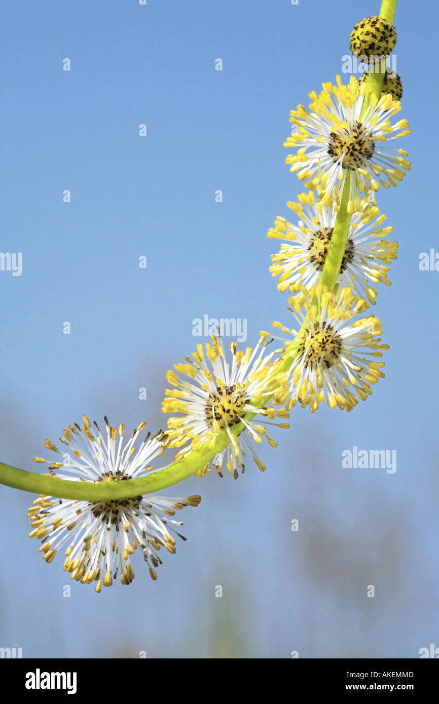 Close up of the flowers of the Branched Bur reed Stock Photo - Alamy