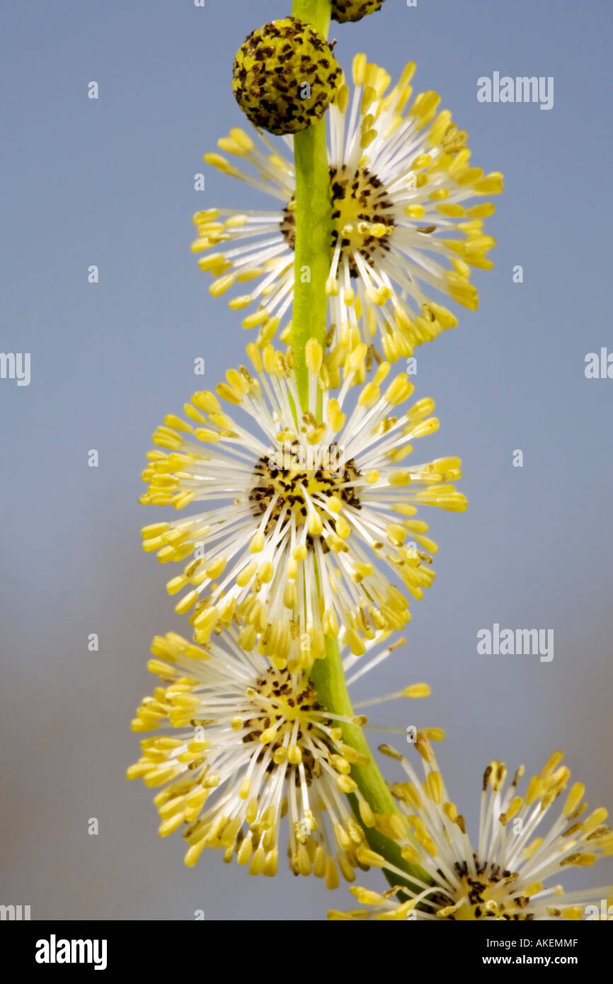 Close up of the flowers of the Branched Bur reed Stock Photo - Alamy