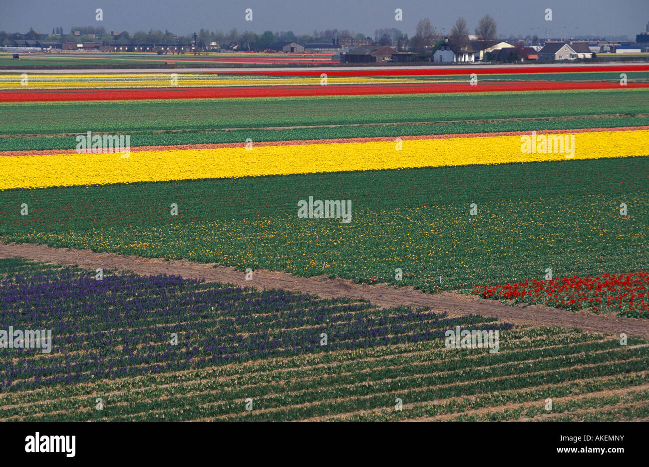 bulb plant cultivation, lisse, holland Stock Photo - Alamy