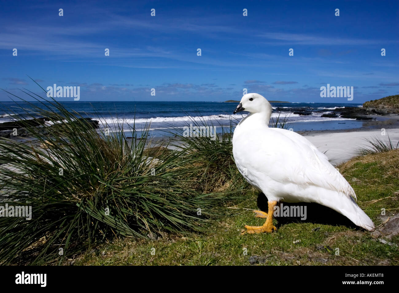 Duty of birds hi-res stock photography and images - Alamy