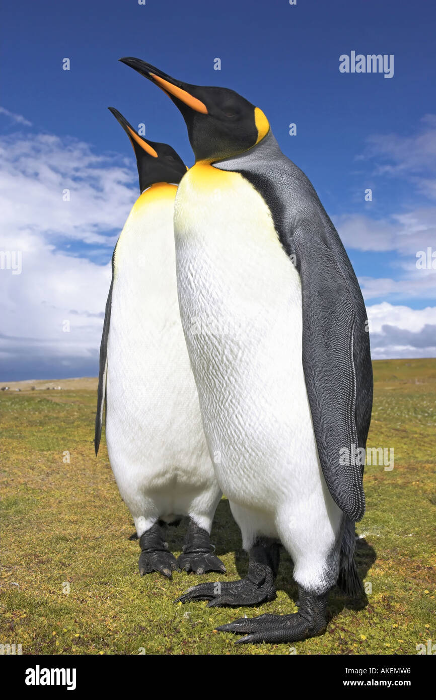 Pingu the penguin hi-res stock photography and images - Alamy