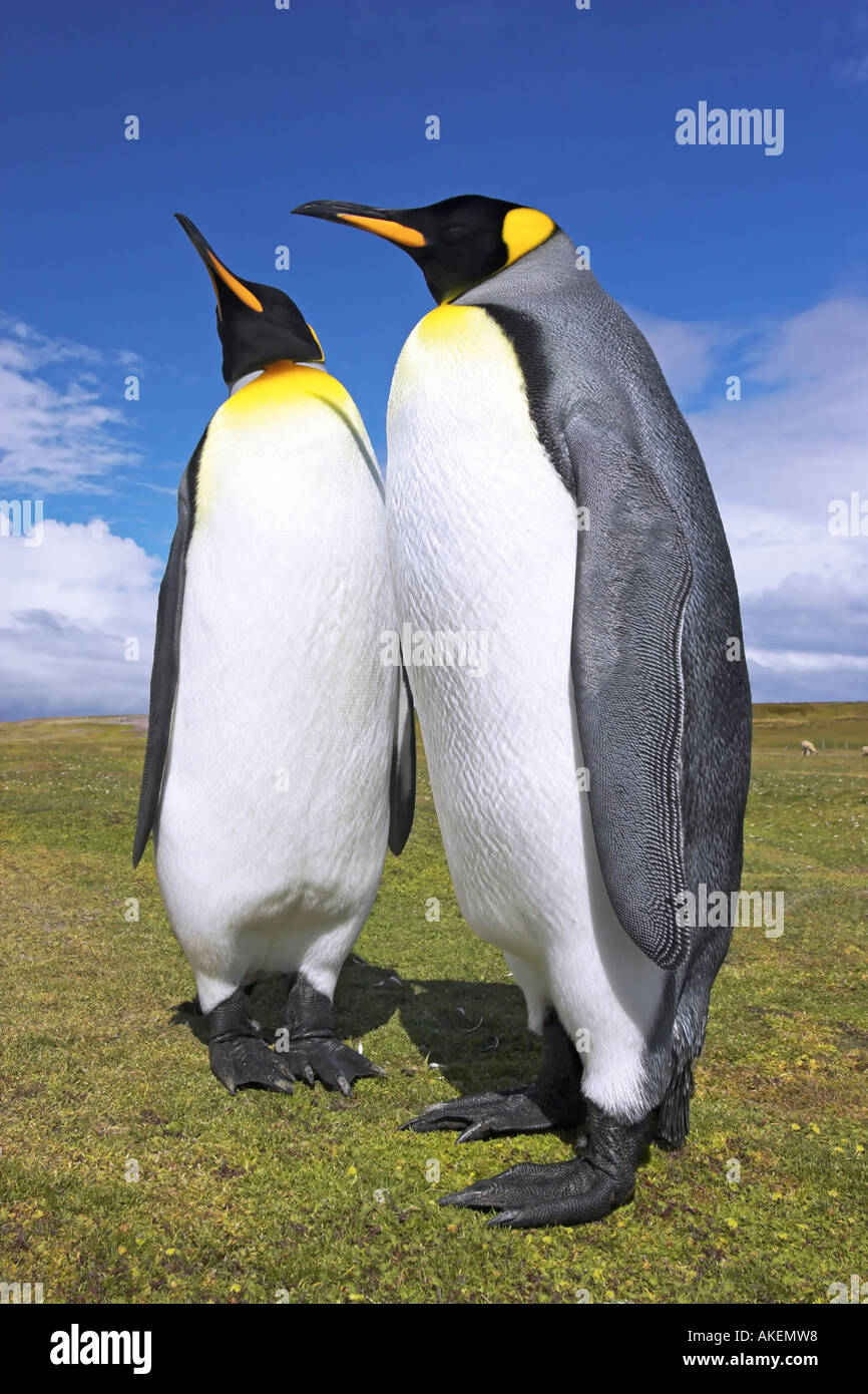 Pingu hi-res stock photography and images - Alamy
