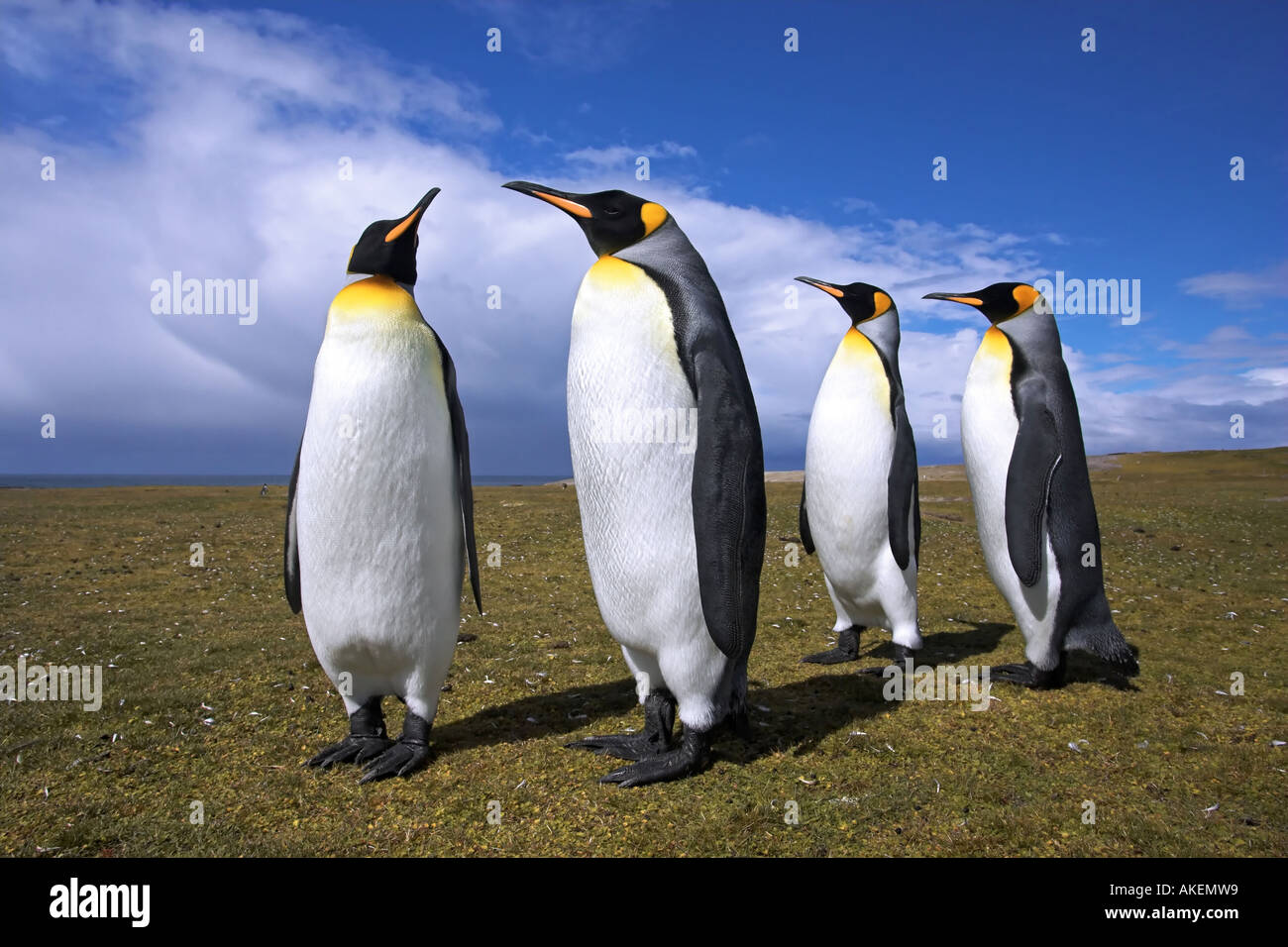 Pingu penguin hi-res stock photography and images - Alamy