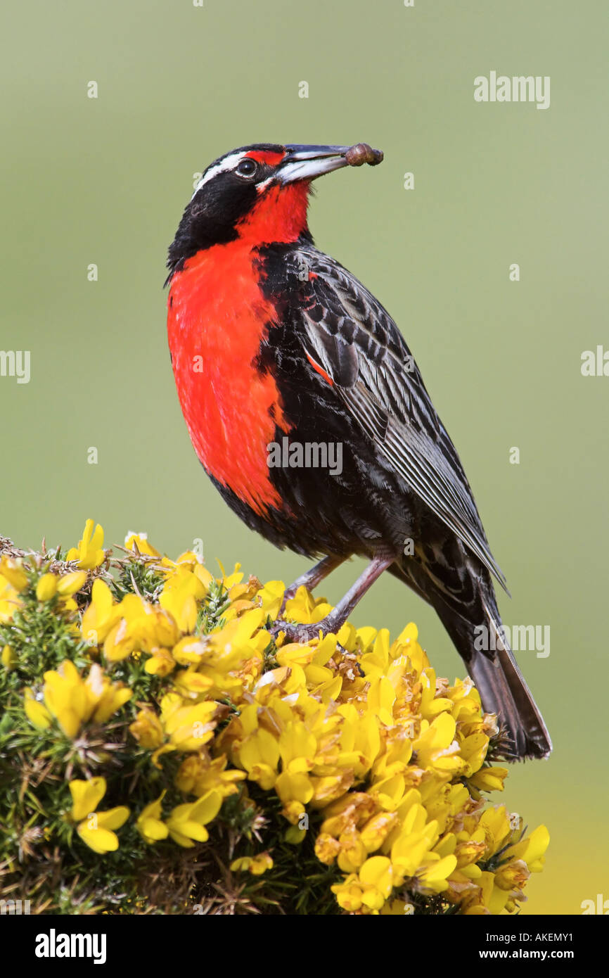 Adult Male Long tailed Meadowlark returning to nest with food Stock ...