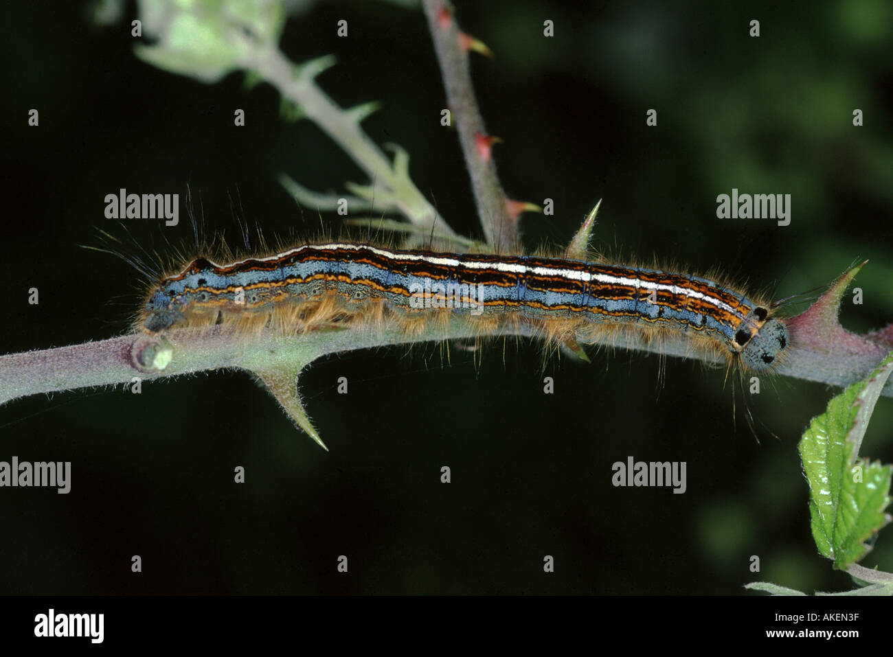 Lackey larva Malacosoma neustria Stock Photo - Alamy