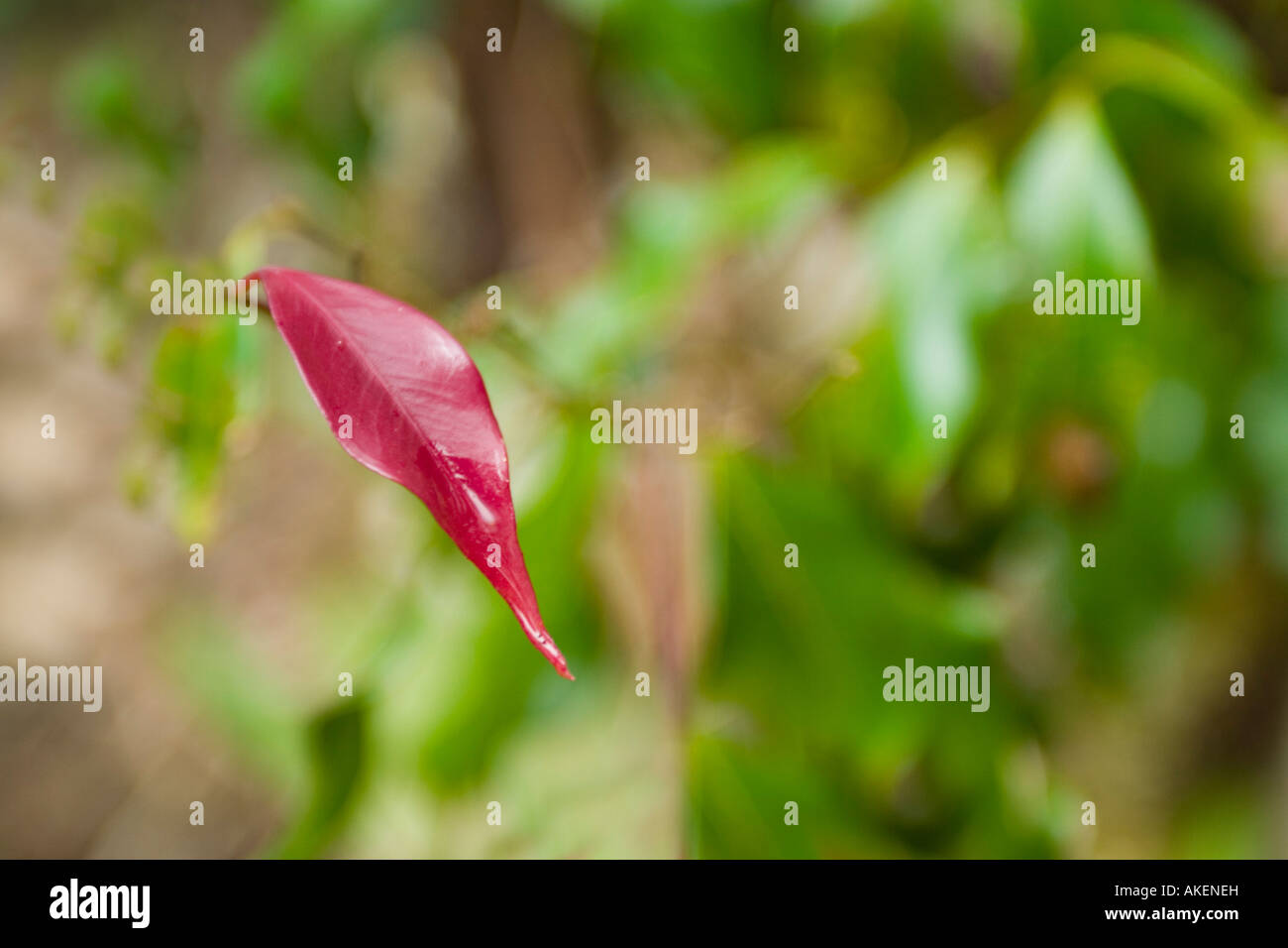 A red leaf amongst a forrest of greenery Stock Photo - Alamy