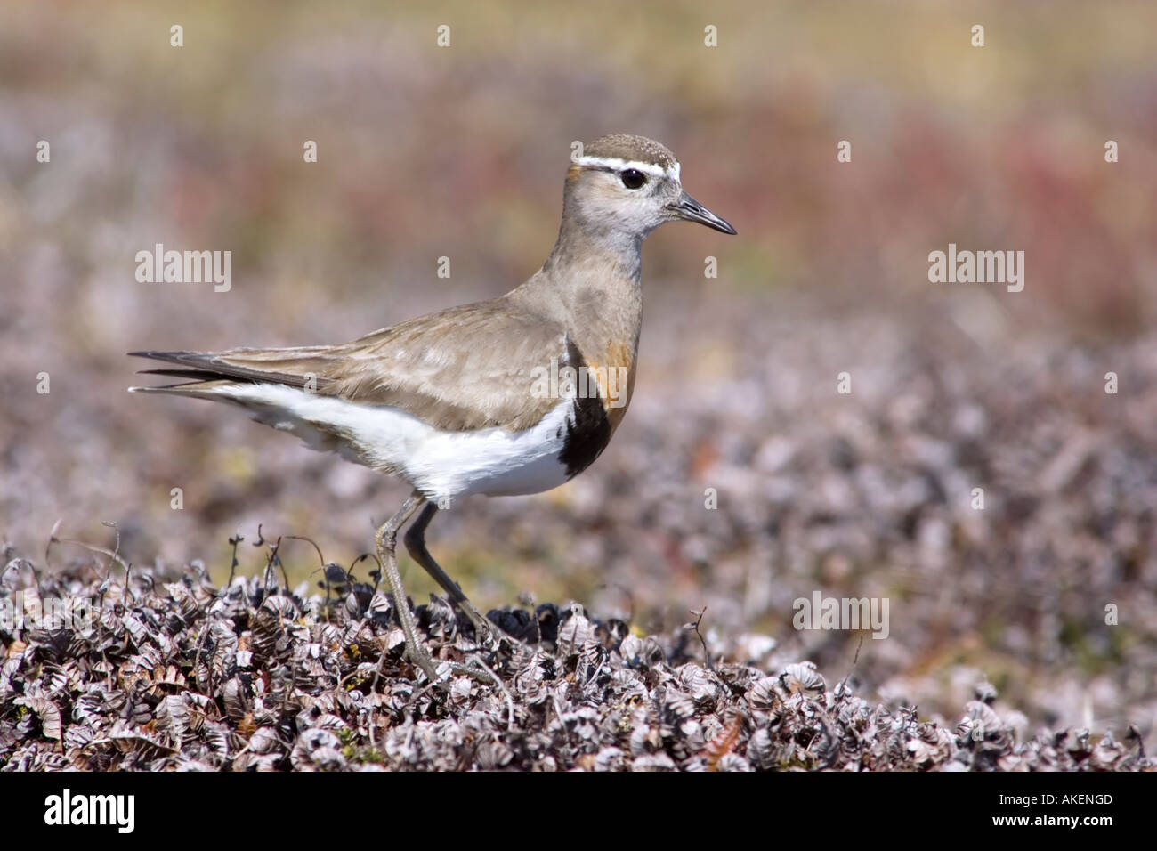 Adult Rufous chested Dotterel Stock Photo - Alamy