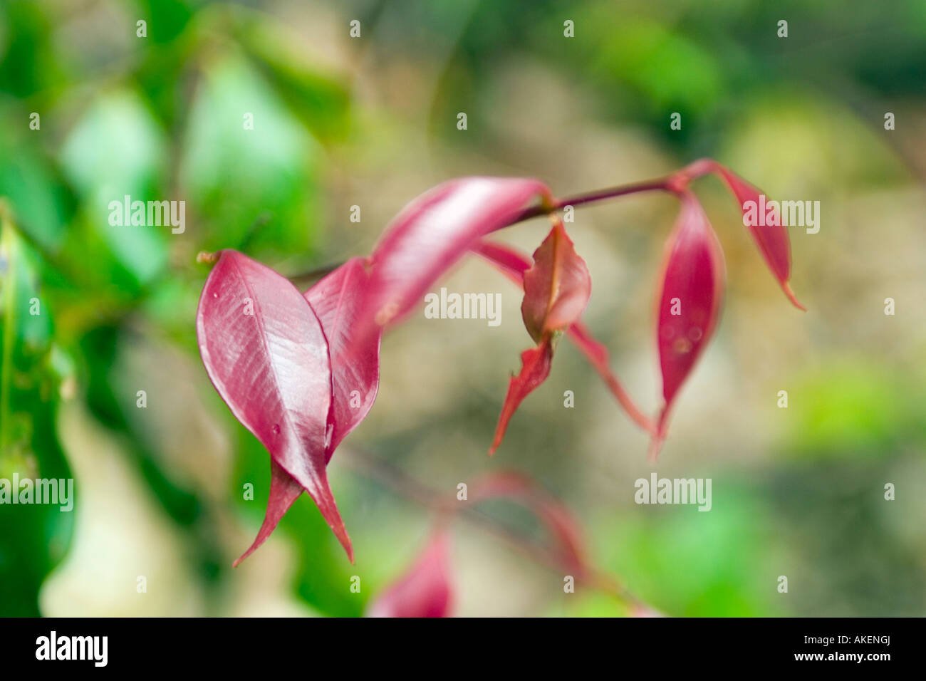 A red leaf amongst a forrest of greenery Stock Photo - Alamy