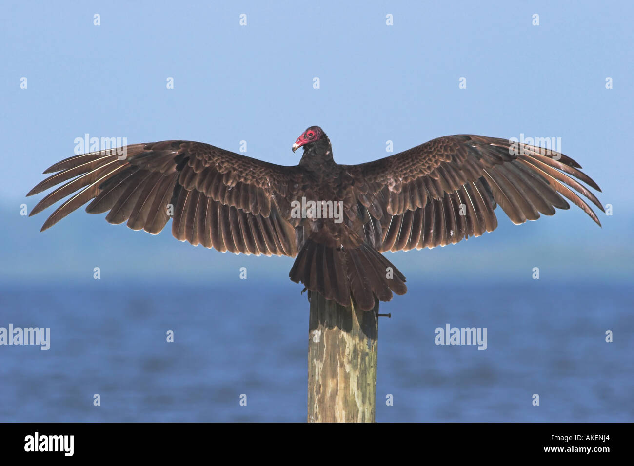 Adult Turkey Vulture with outstretched wings sunning drying Stock Photo ...