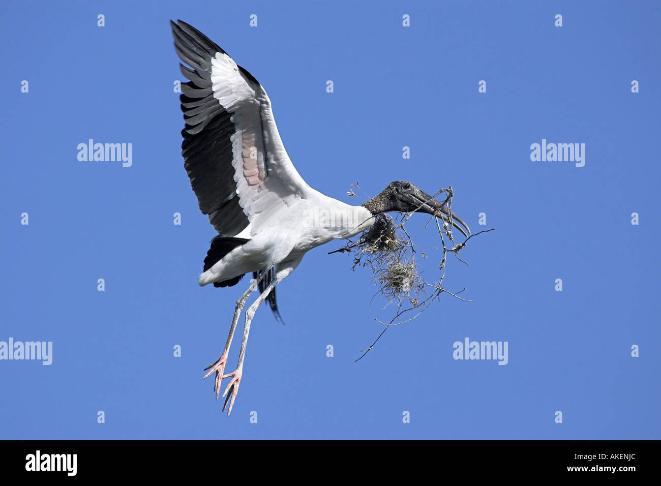 An adult Wood Stork in flight with nesting material preparing to land ...