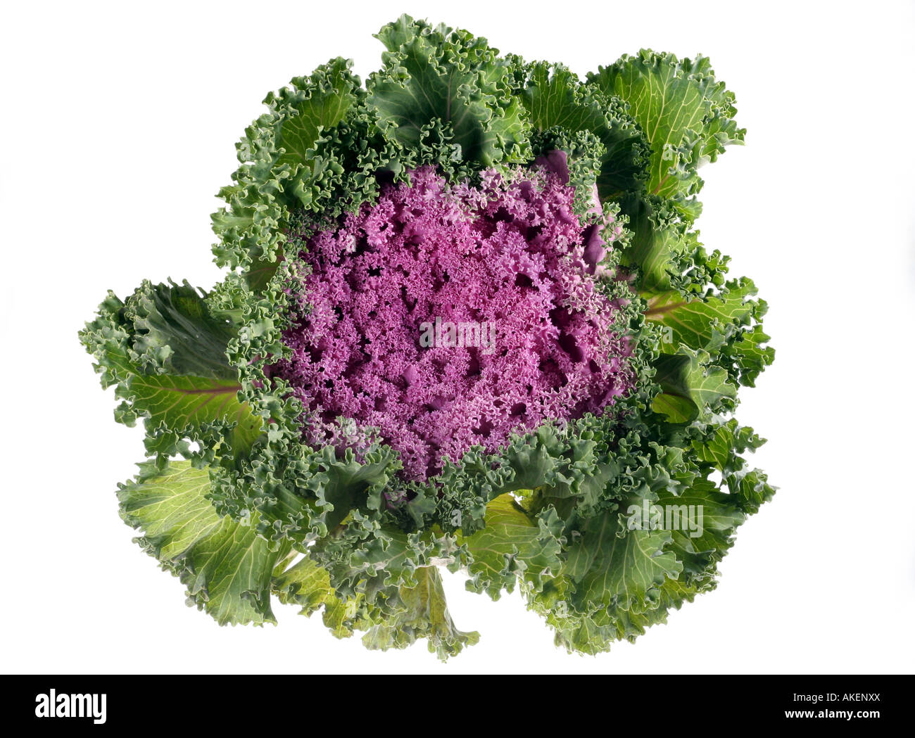 Cabbage purple leaf vegetable isolated on white background Stock Photo ...