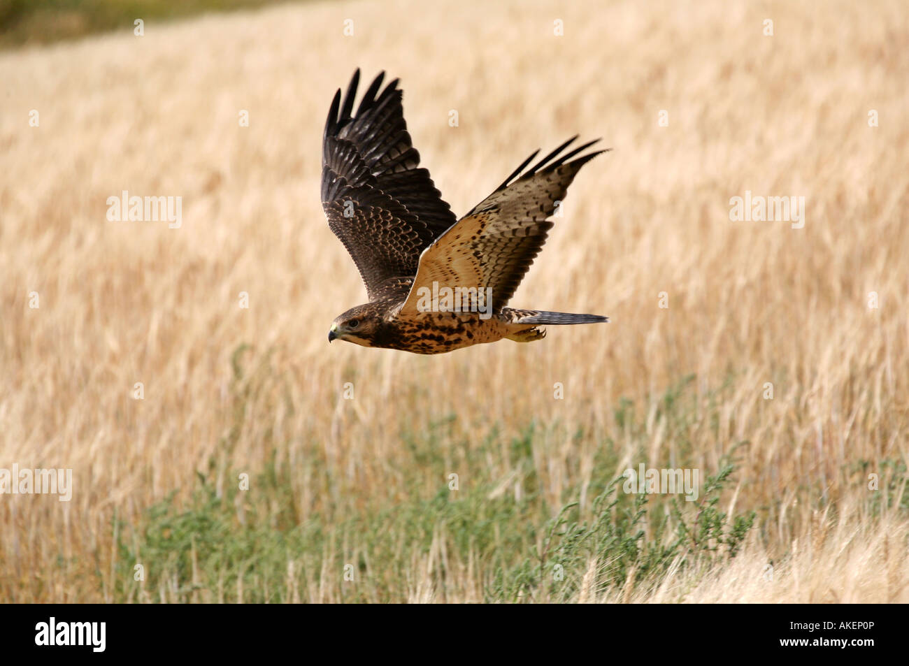 Fledgling hawk in flight in scenic Saskatchewan Stock Photo - Alamy