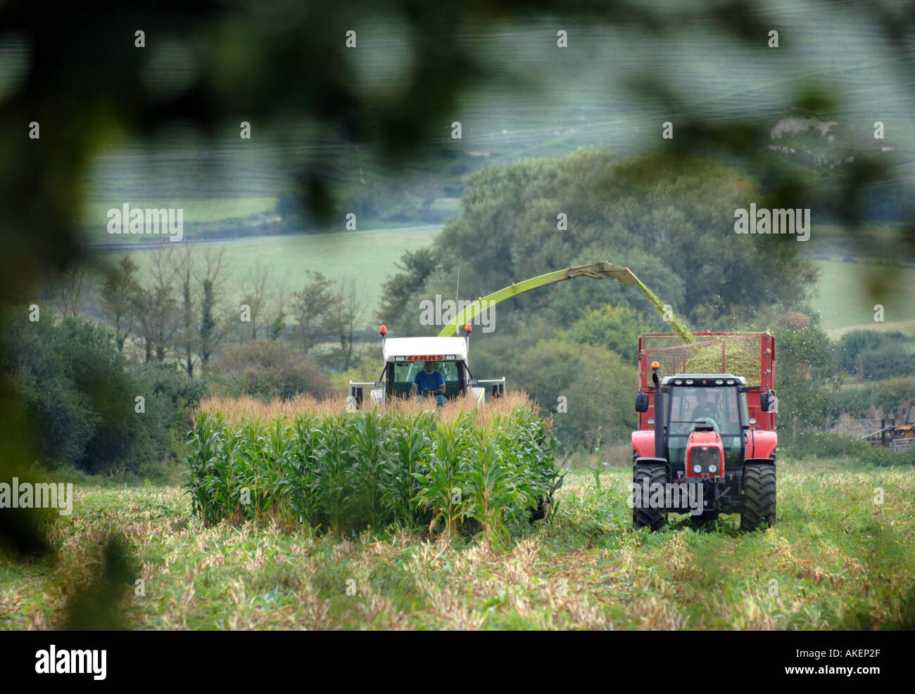 Combine Harvester and tractor harvesting crops Stock Photo - Alamy