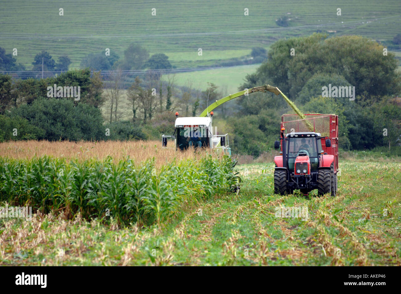 Combine Harvester and tractor harvesting crops Stock Photo - Alamy