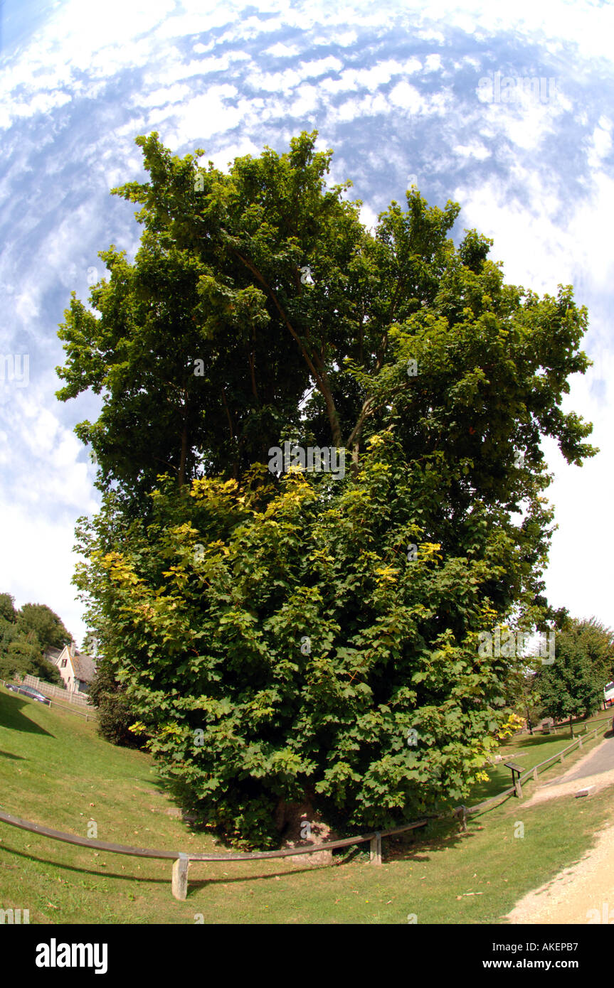 Tolpuddle martyrs tree hi-res stock photography and images - Alamy