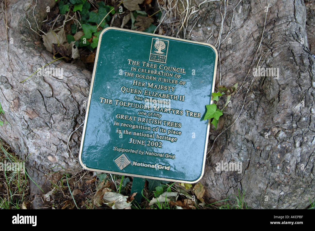 Tolpuddle martyrs village tree hi-res stock photography and images - Alamy