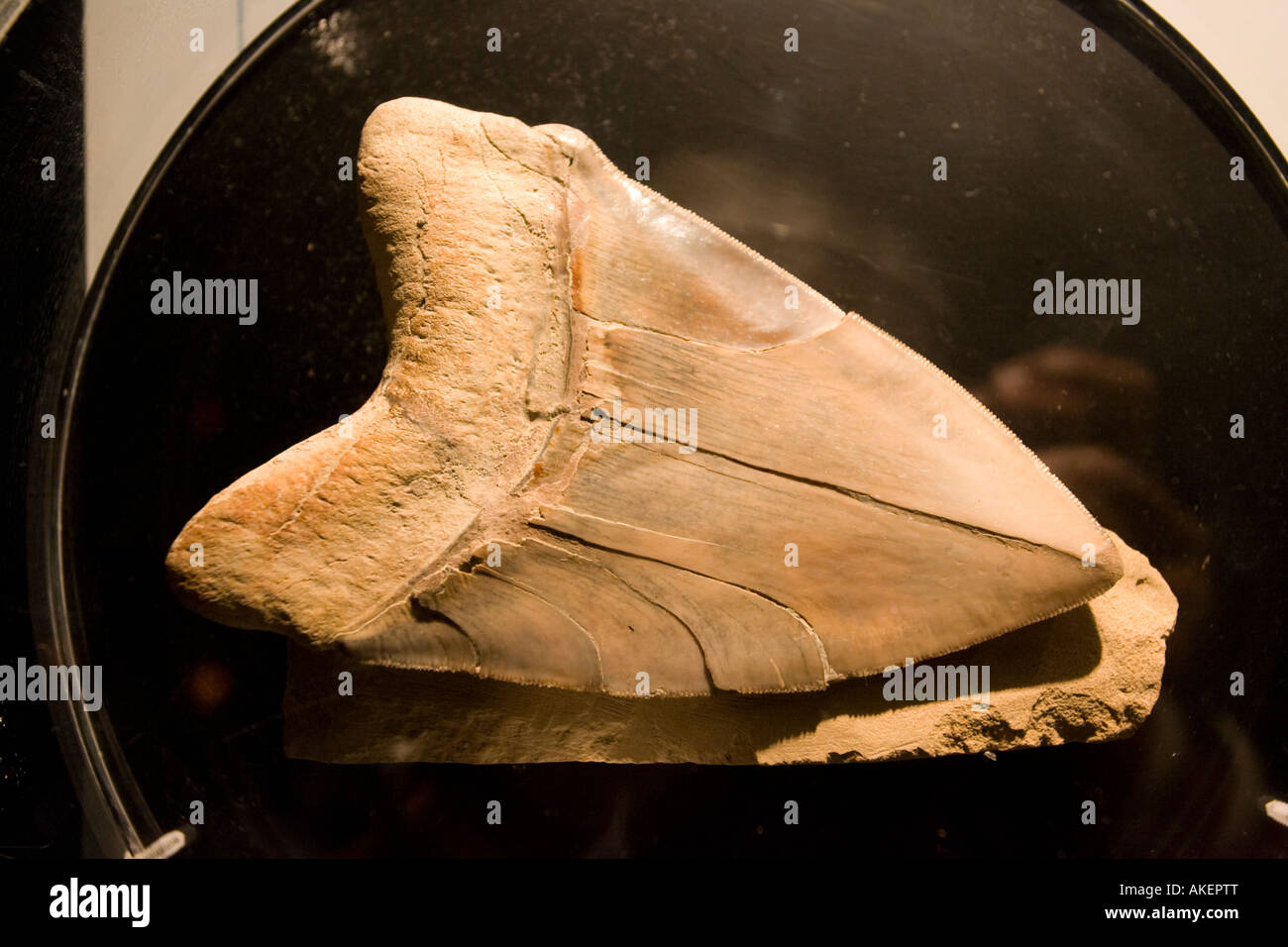 Megalodon hi-res stock photography and images - Alamy