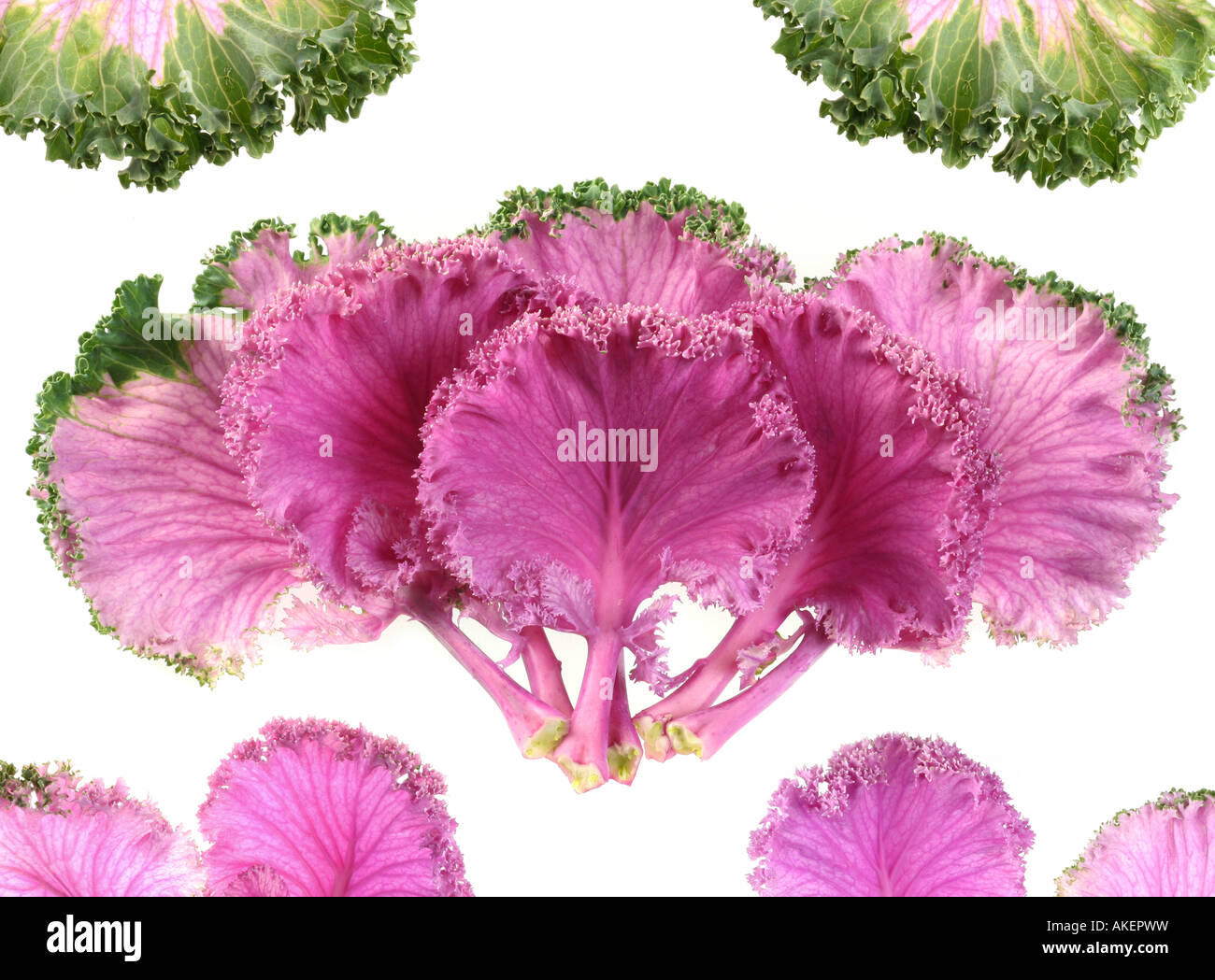 Cabbage purple leaf vegetable isolated on white background Stock Photo ...