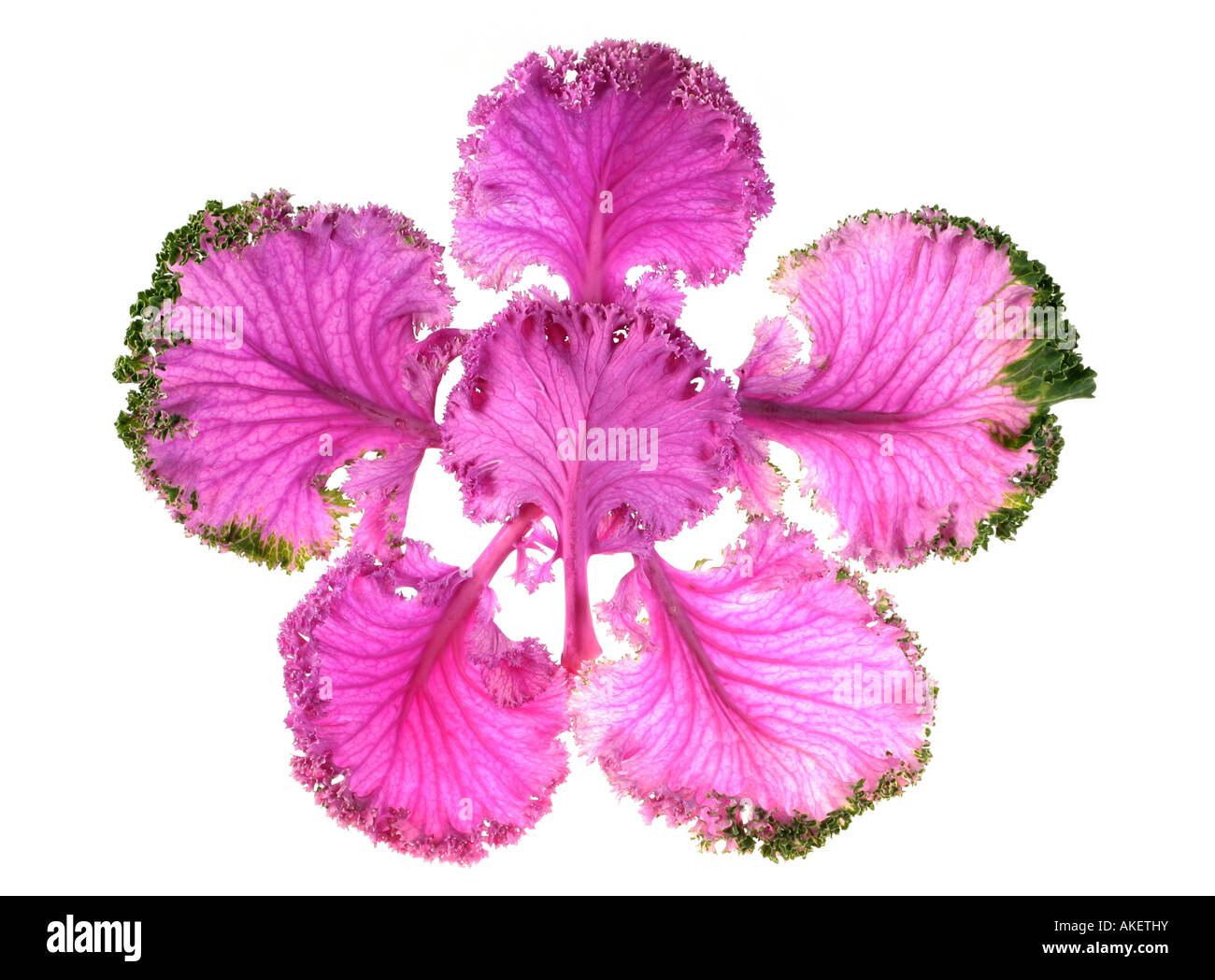 Cabbage purple leaf vegetable isolated on white background Stock Photo ...