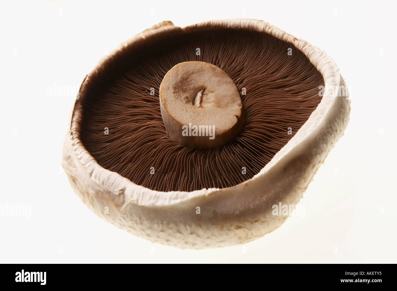 Large brown mushroom Cut Out Stock Images & Pictures - Alamy