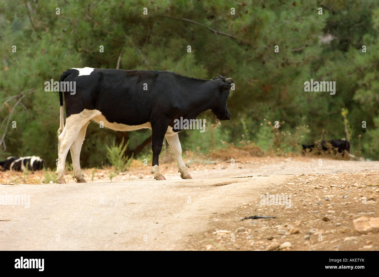 Domestic cow side view walking hi-res stock photography and images - Alamy