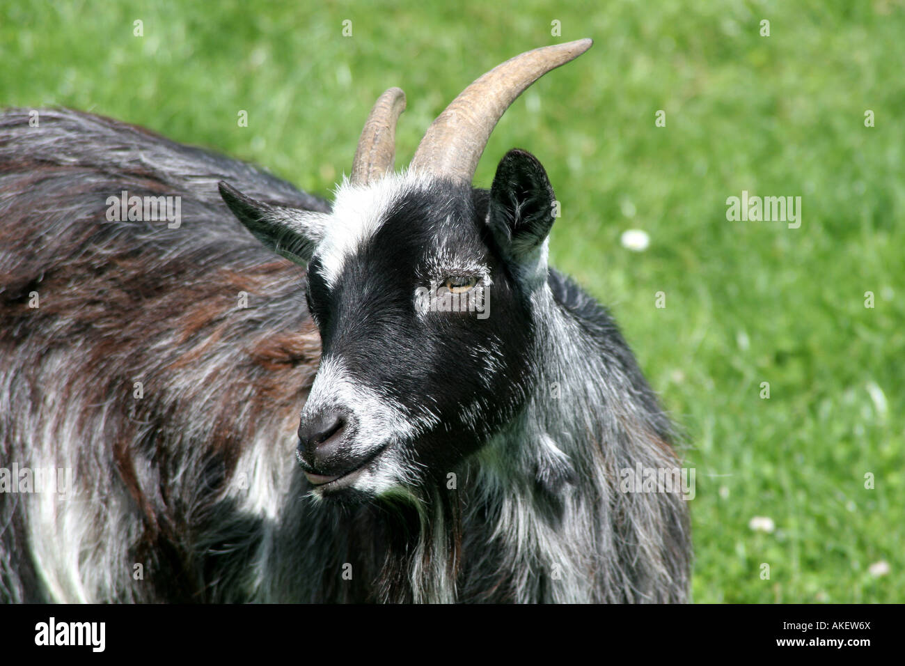 Horned Goat on a farm Stock Photo - Alamy