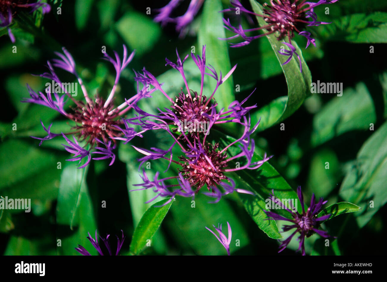 Muhu insel hi-res stock photography and images - Alamy