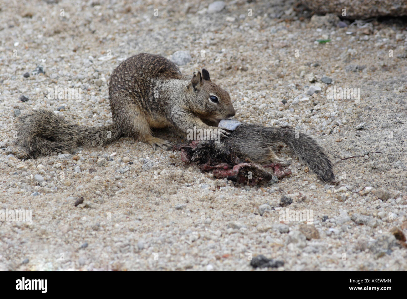 Dead squirrel hi-res stock photography and images - Alamy